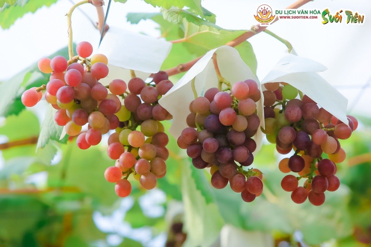 Trải nghiệm thu hoạch, thưởng thức nho tại Suối Tiên Farm